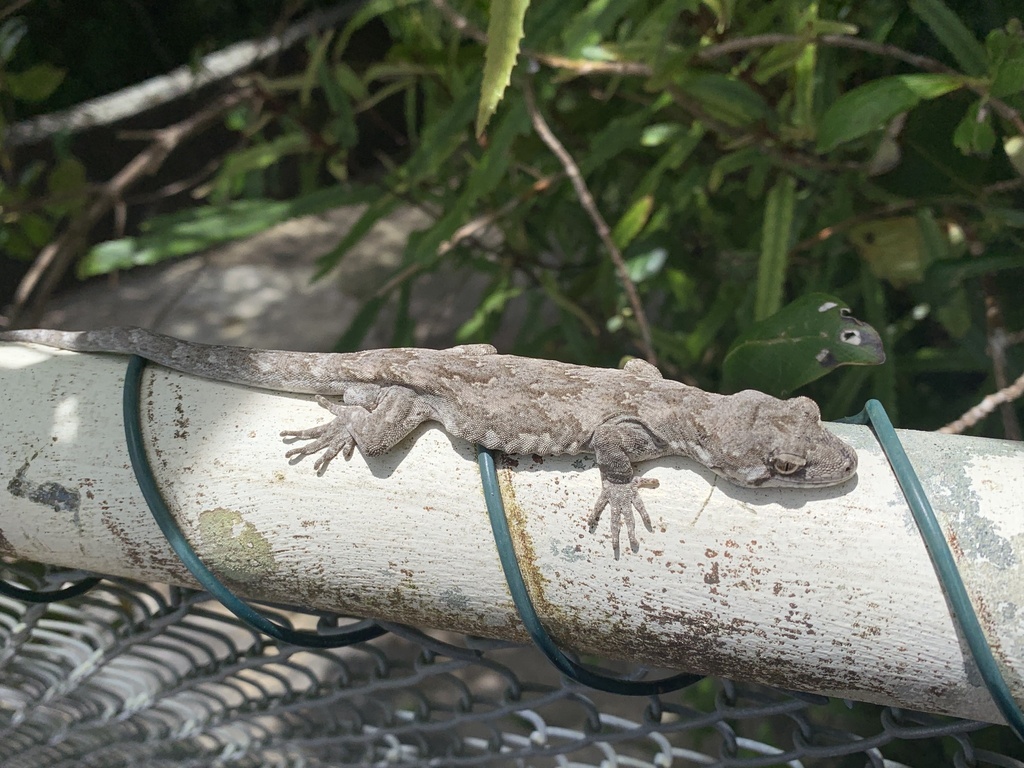 Ngahere Gecko in December 2024 by Jamie Spence · iNaturalist