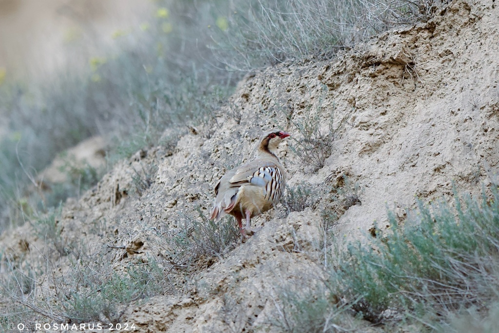Przevalski's Partridge from 榆中县, 兰州市, 甘肃省, CN on August 19, 2024 at 06: ...