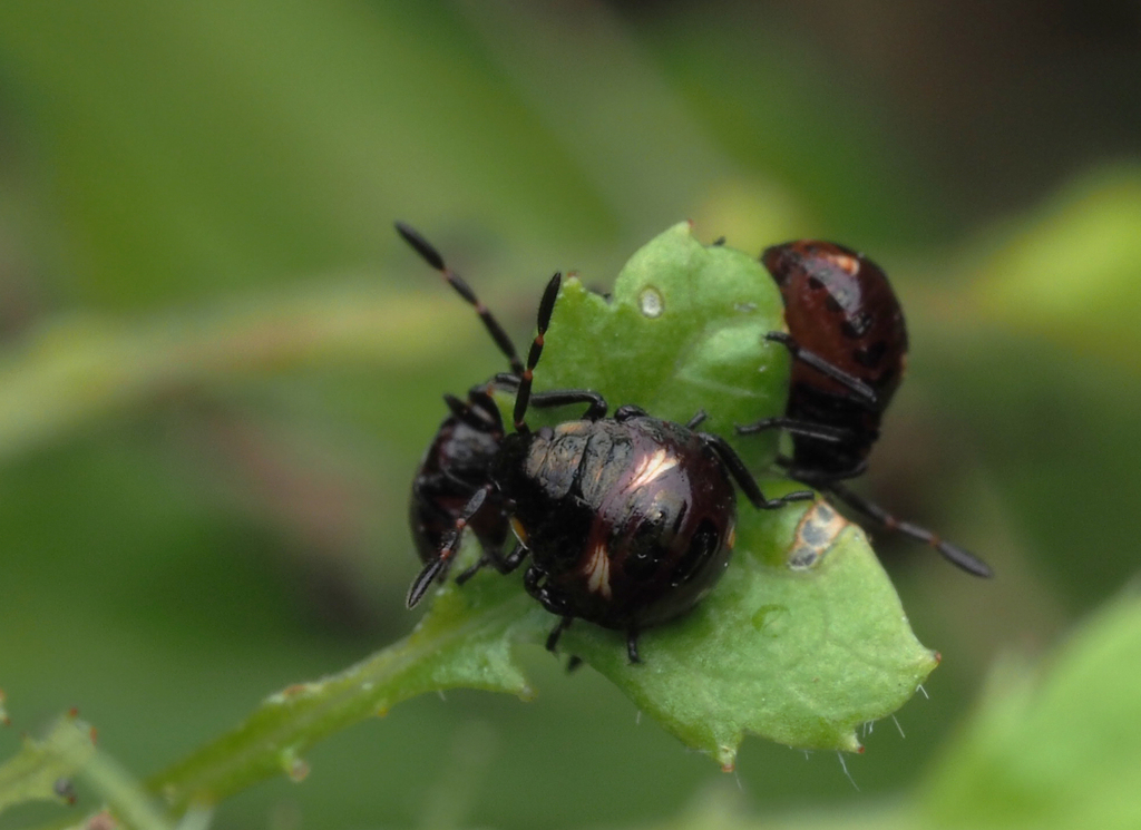 Stink Bugs from Oropi 3173, New Zealand on December 2, 2024 at 12:19 AM ...
