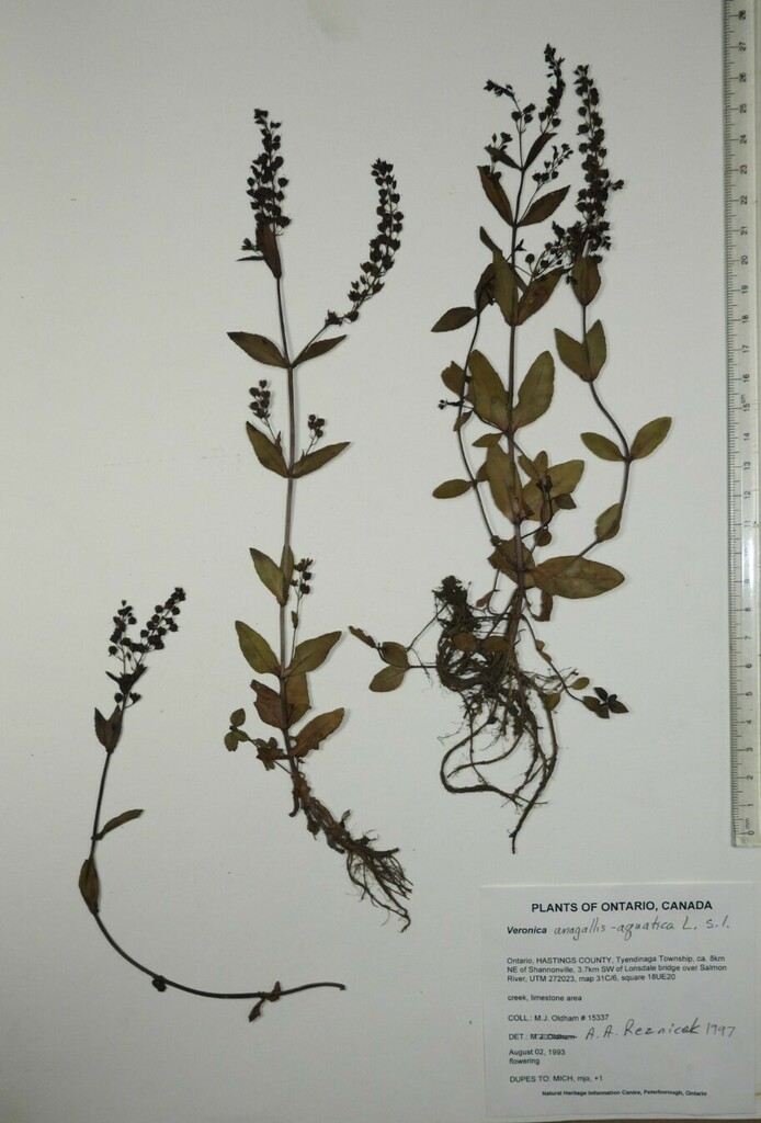 chain speedwell from Canada, Ontario, HASTINGS County, ca. 8km NE of ...