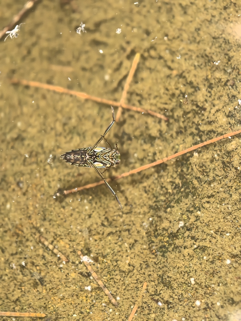Enithares from Land Cove National Park, New South Wales, Australia on ...