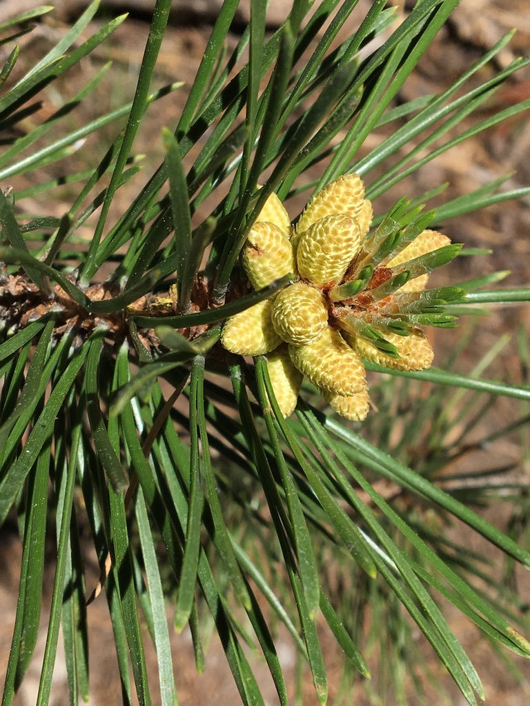 lodgepole pine from Sierra County, US-CA, US on July 19, 2019 at 11:09 ...