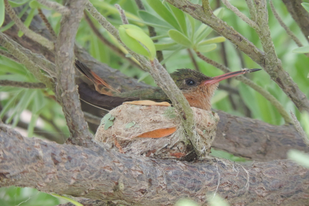 Colibrí Canelo desde Grand Sirenis Resort, Q.R., Mexico el 03 de ...