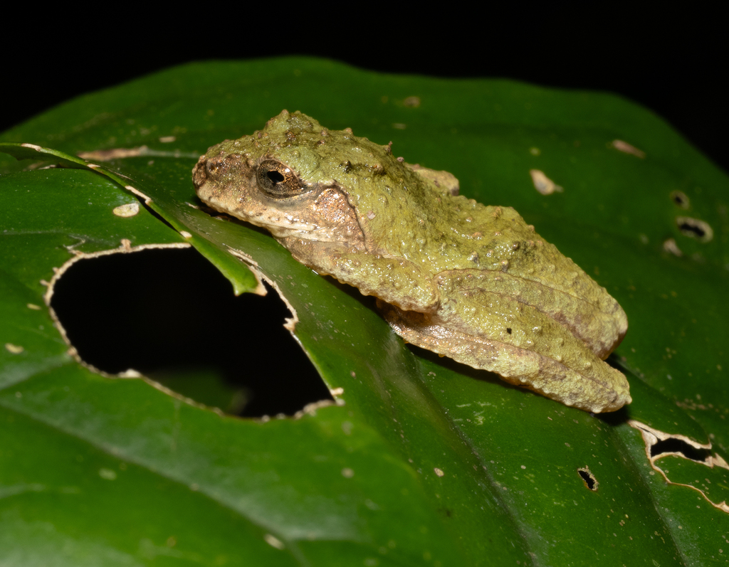 Eiffinger's Tree Frog from 台灣臺北 on November 30, 2024 at 08:30 PM by Liu ...