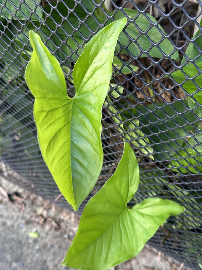 Arrow-head Vines from 臺灣島, 內湖區, 臺北市, TW on December 1, 2024 at 03:15 PM ...