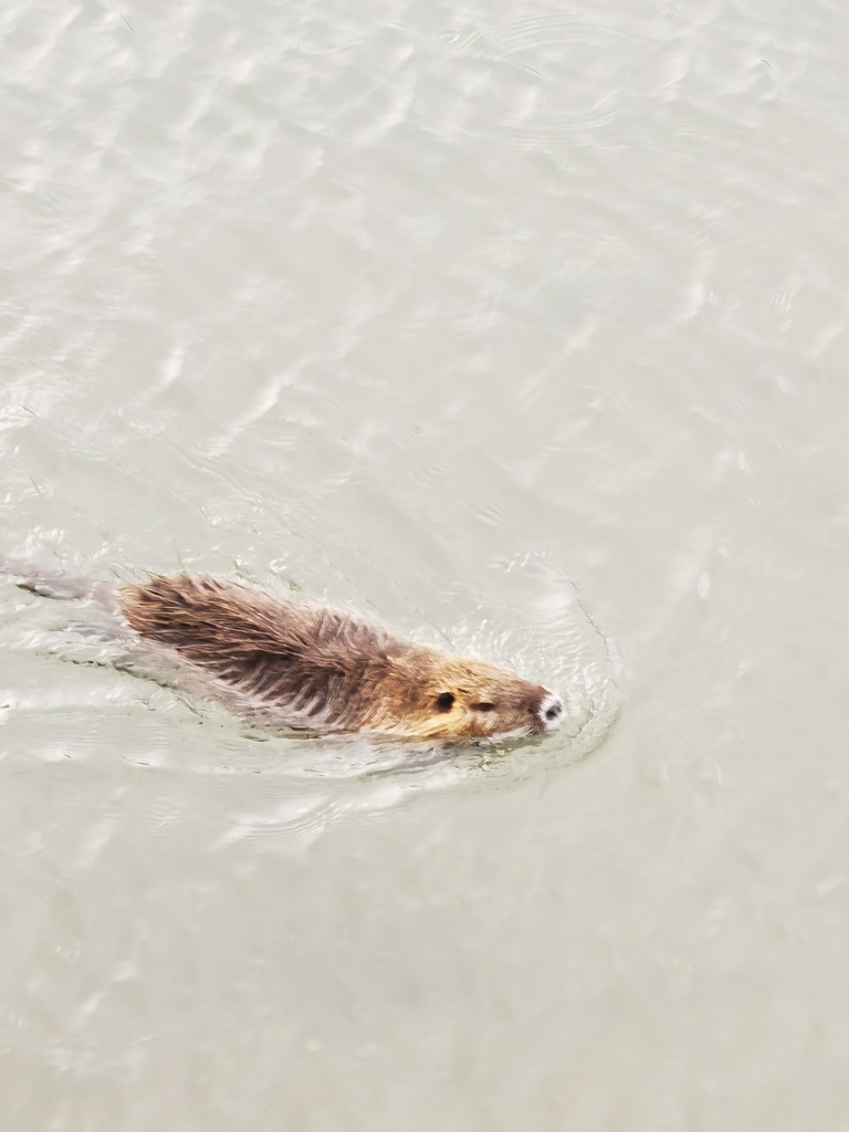 Coypu from 日本京都府京都市东山区 on February 10, 2024 at 03:41 PM by Herpeto ...