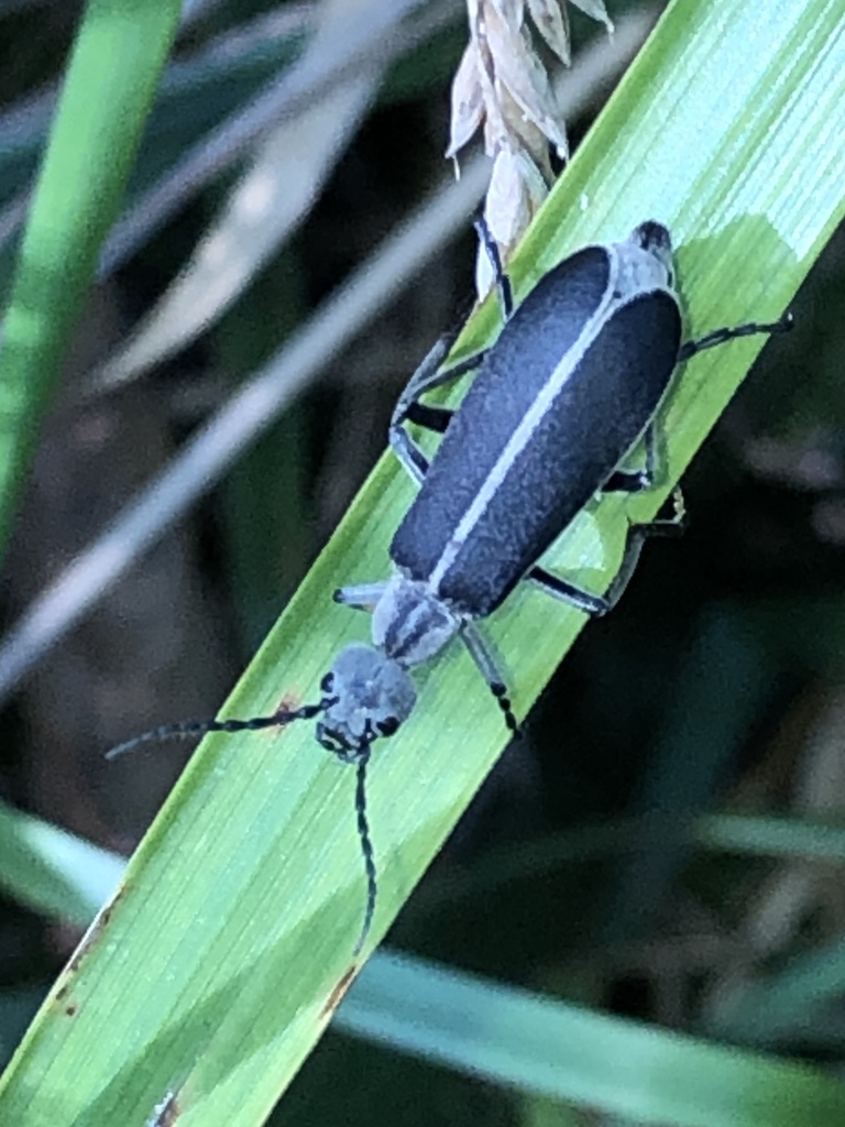 Epicauta cinerea-group from 19909 Middletown Rd, Freeland, MD, US on ...