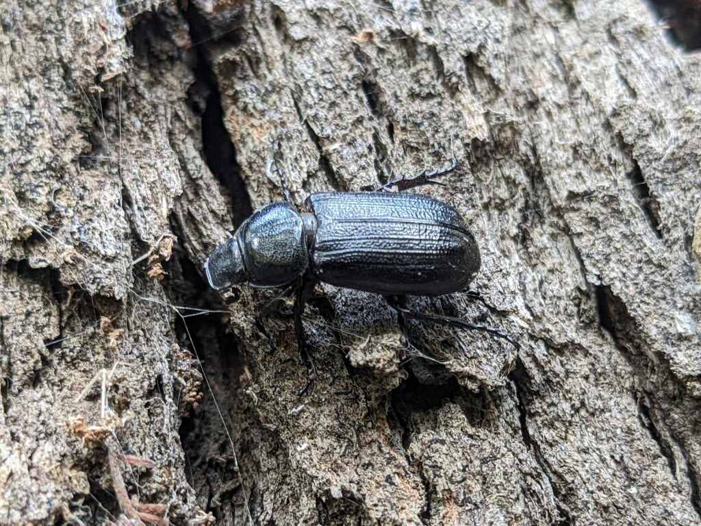 Cryptodus from Kentish, Tasmania, Australia on January 13, 2024 at 05: ...