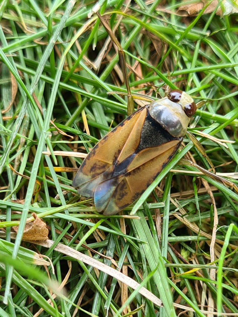 Eurasian Greater Water Boatman from Senftenberg, Deutschland on July 10 ...