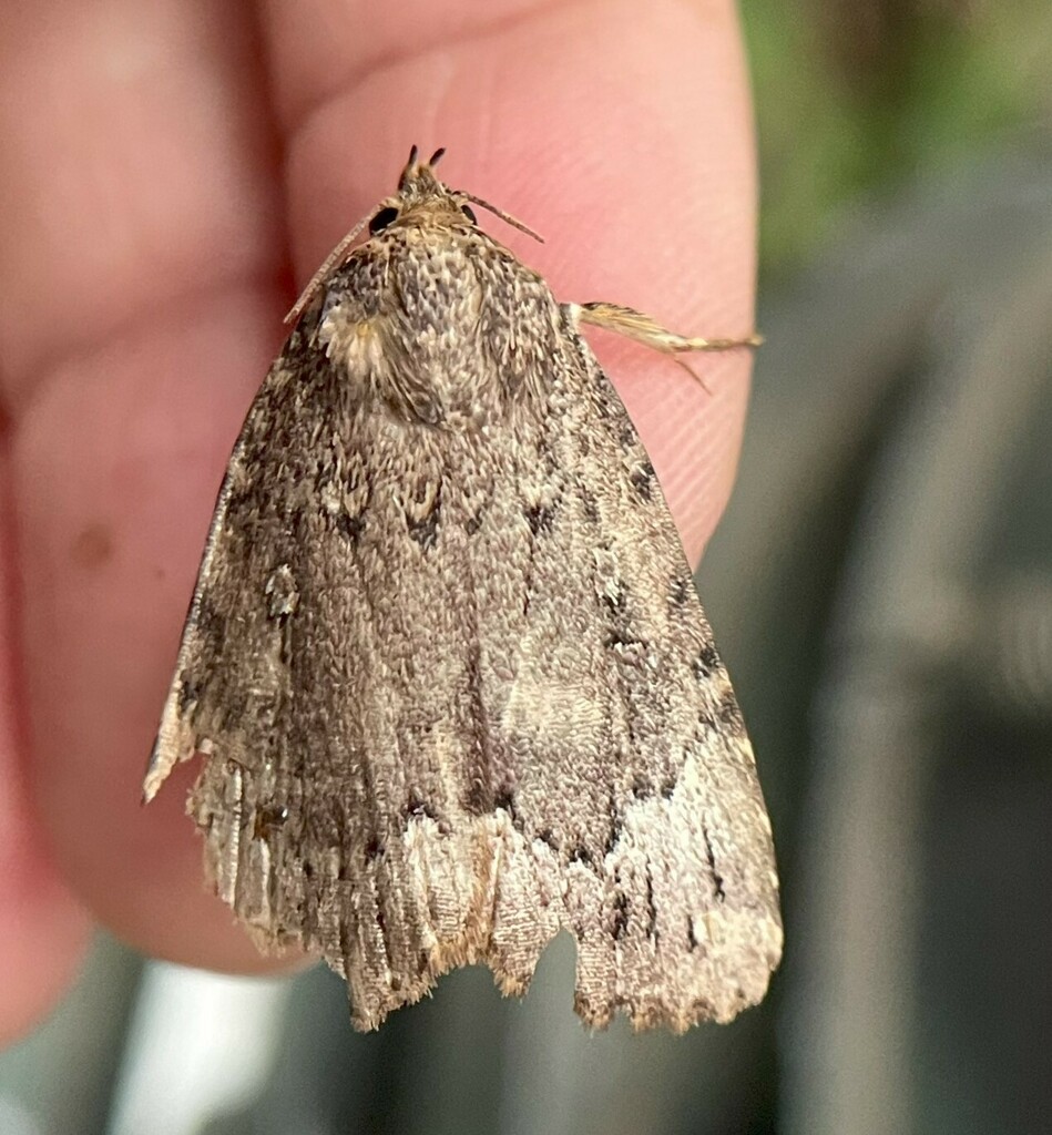 American Copper Underwing from Champaign County, IL, USA, Phillips on ...