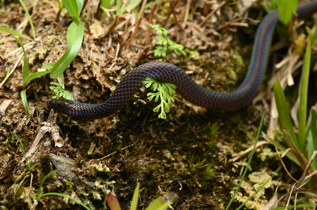 Common Collared Snake from Kinabalu Park on December 2, 2024 at 07:28 ...
