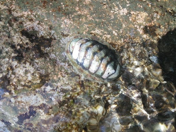 Snakeskin Chiton from Central Coast NSW, Australia on July 19, 2019 at ...