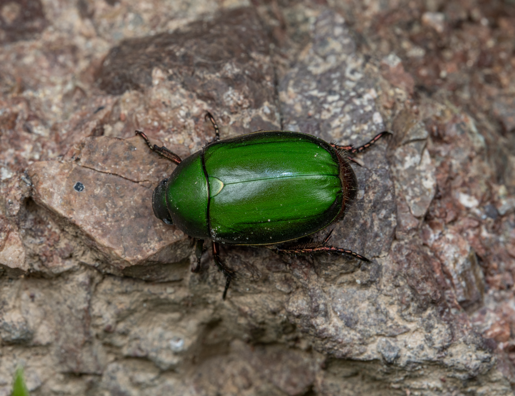 Anomala rubripes from 中国广东省惠州市惠阳区 on December 2, 2024 at 01:33 AM by ...