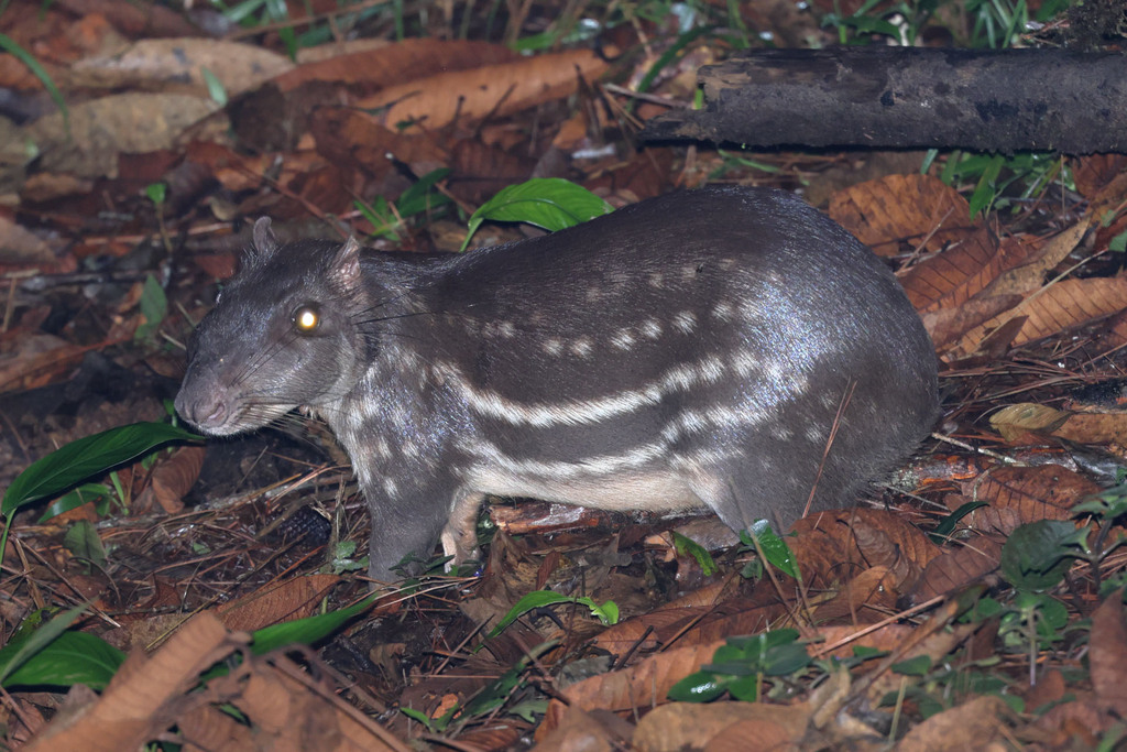 Spotted Paca from Los Altos de Cerro Azul, Panamá, Provincia de Panamá ...