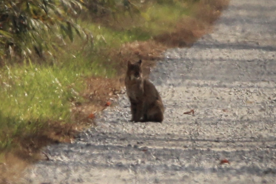 Bobcat from Great Dismal Swamp National Wildlife Refuge, Suffolk, VA ...