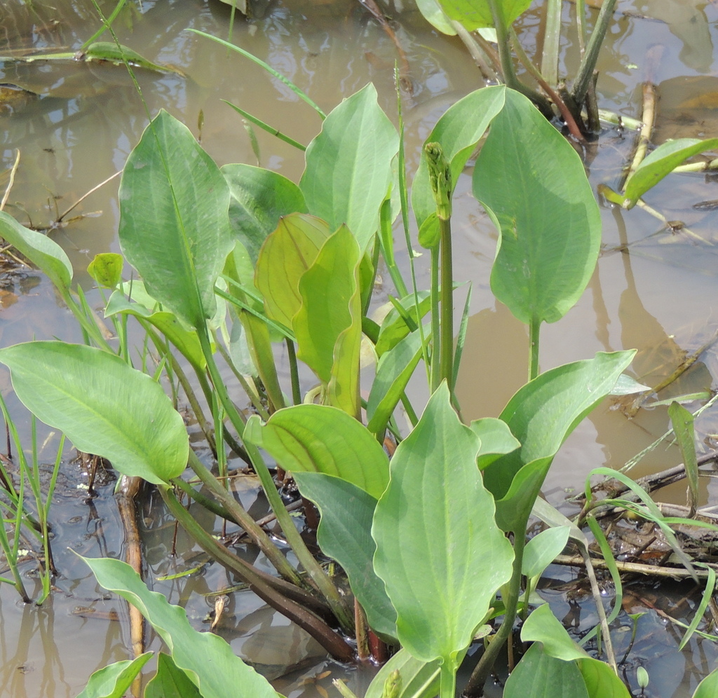 European Water-plantain from Железногорский р-н, Курская обл., Россия ...