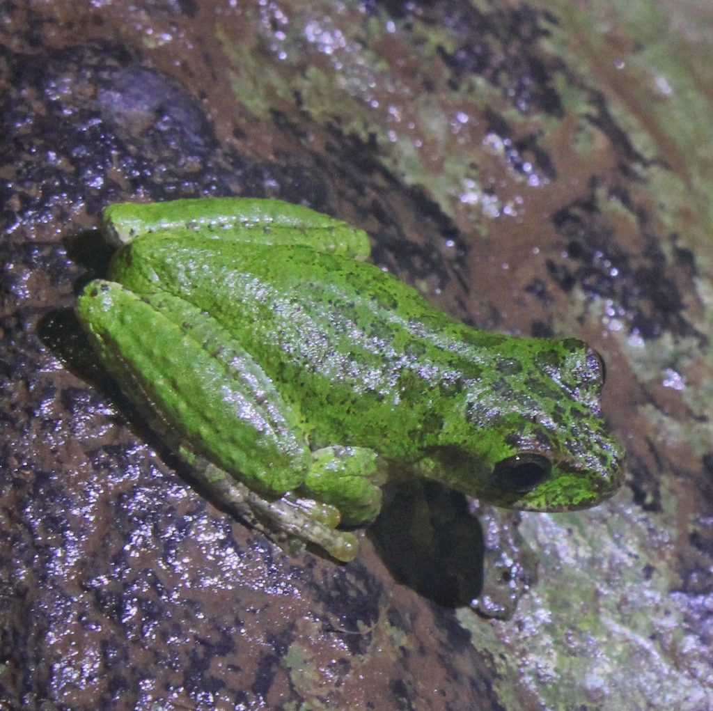Porthole tree frog from 73134 Pue., México on November 22, 2024 at 08:42 PM by Gabriel Juárez ...
