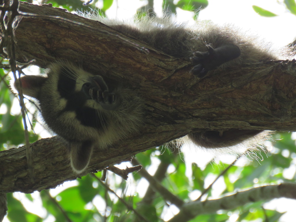 Common Raccoon from Progreso, Yucatan, Mexico on July 18, 2019 at 01:08 ...