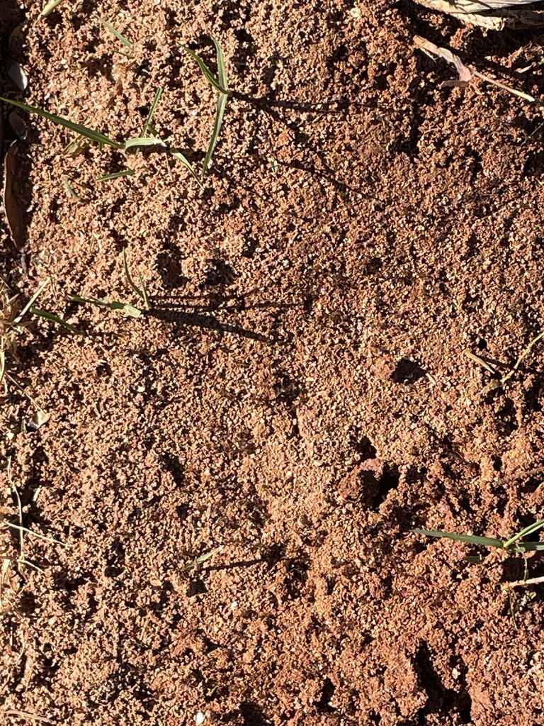 Red Imported Fire Ant from Georgia State University - Perimeter College ...