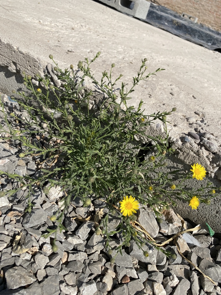 Spiny Goldenweed from La Laguneta, Dgo., MX on December 2, 2024 at 12: ...