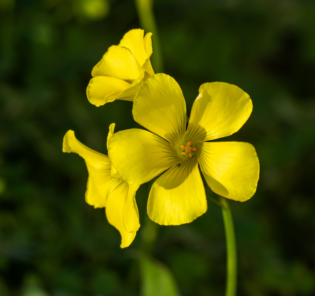 Bermuda buttercup (Bean Hollow) · iNaturalist