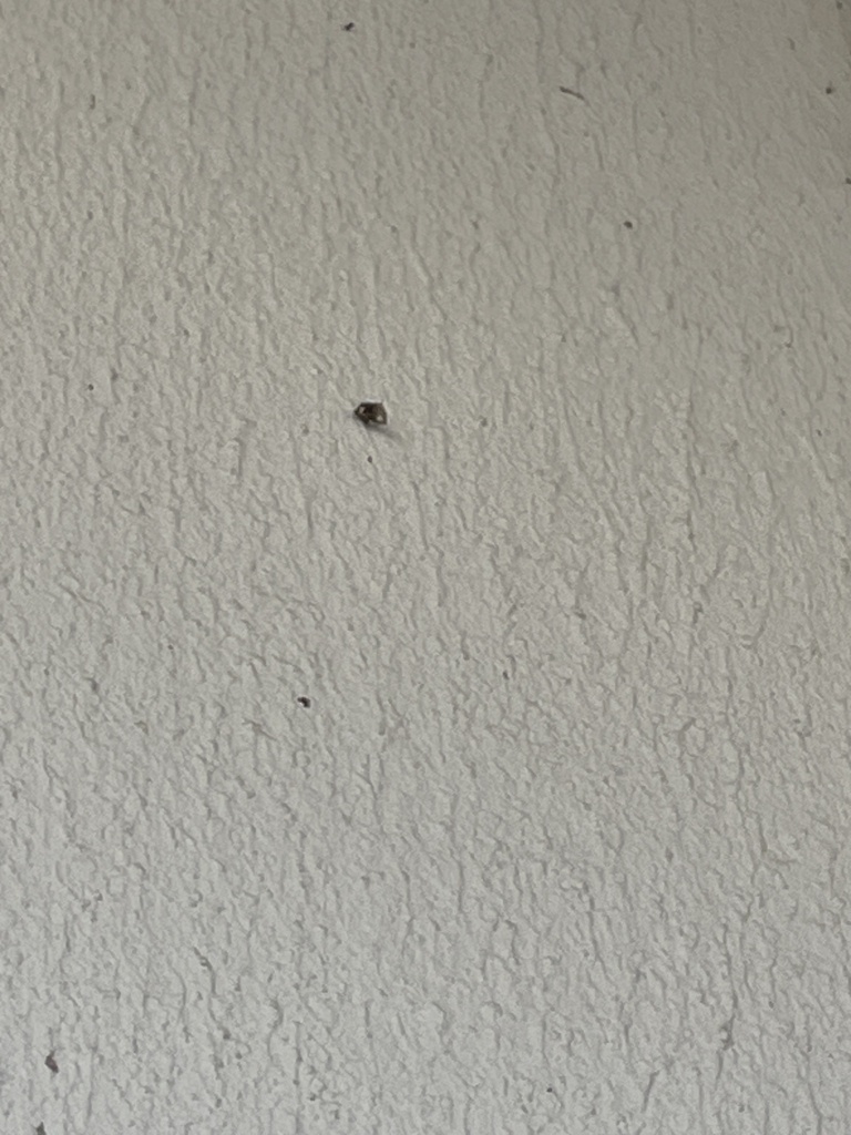 Kudzu Bug from Georgia State University - Perimeter College’s Clarkston ...