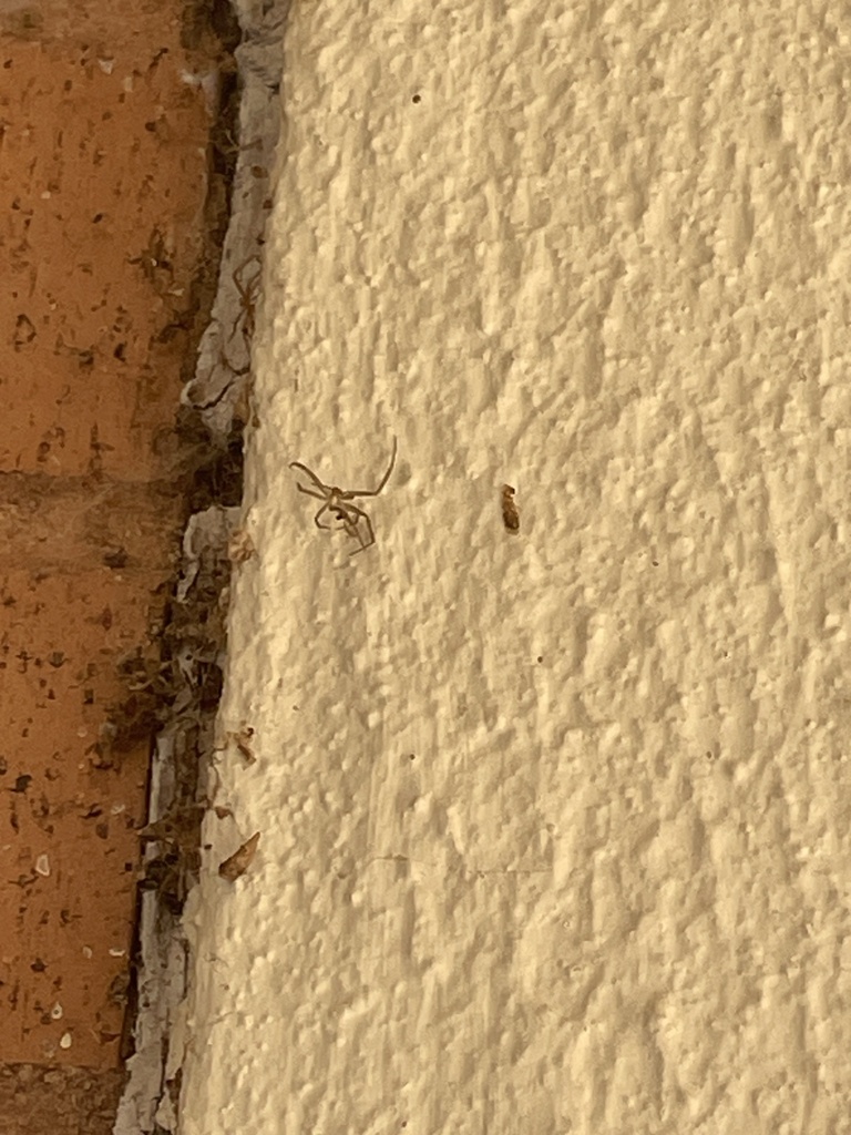 Comb-footed Spiders from Georgia State University - Perimeter College’s ...