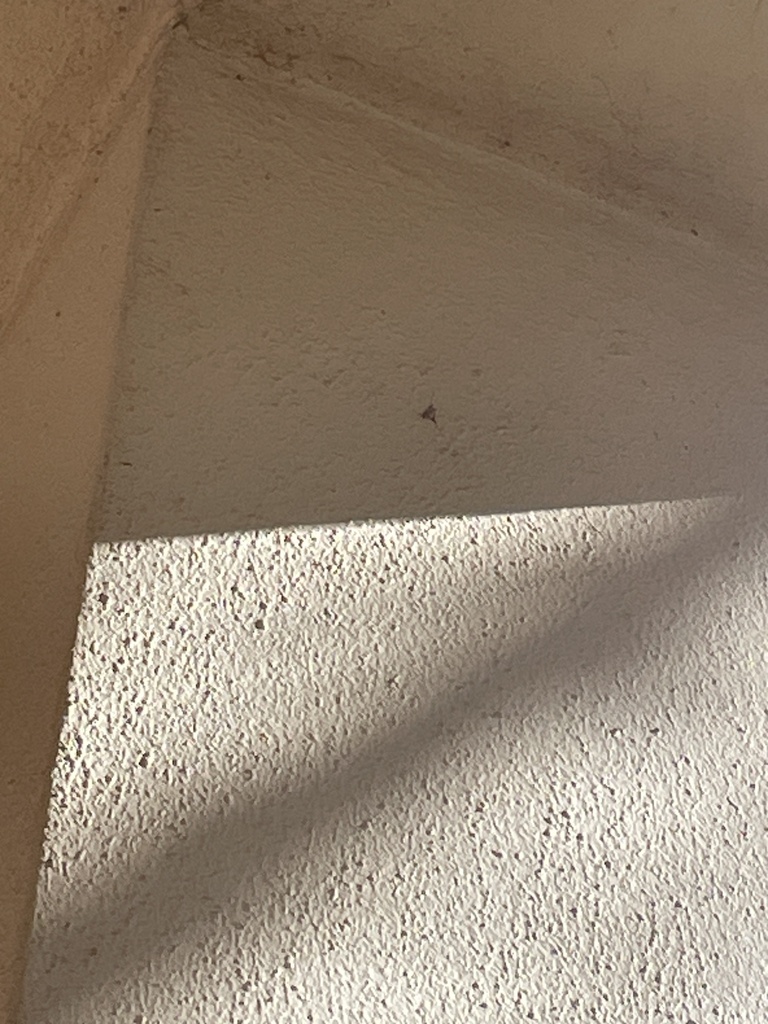 Insects from Georgia State University - Perimeter College’s Clarkston ...