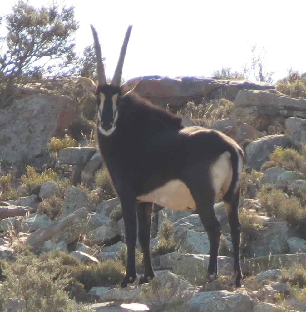 Southern Sable Antelope in May 2021 by Marion Maclean · iNaturalist