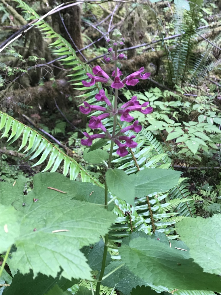 Coastal Hedge-nettle from Olympic National Park, Hoodsport, WA, US on ...