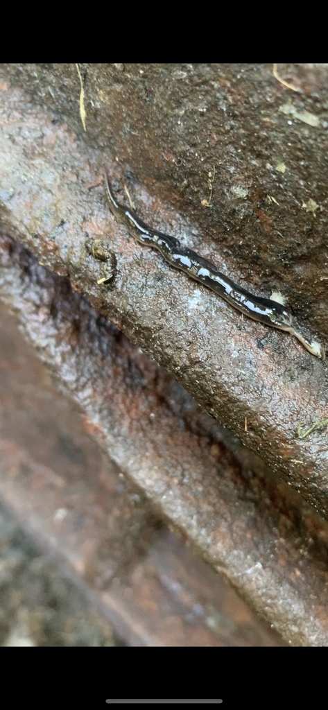 New Guinea Flatworm from University of South Florida, Tampa, FL, US on ...