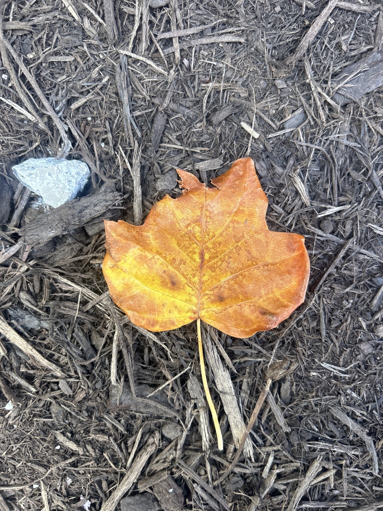 tulip tree from University of Cincinnati, Cincinnati, OH, US on ...