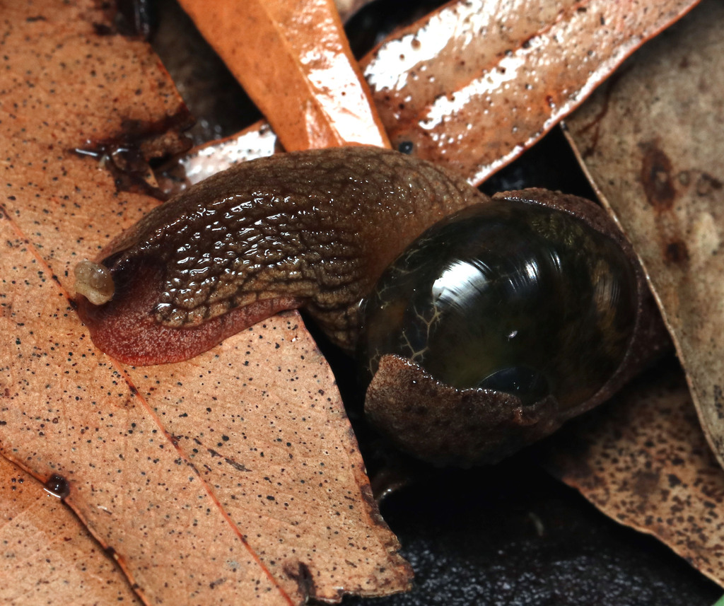 Crimson Foot Semi-slug in November 2024 by juliegraham173 · iNaturalist