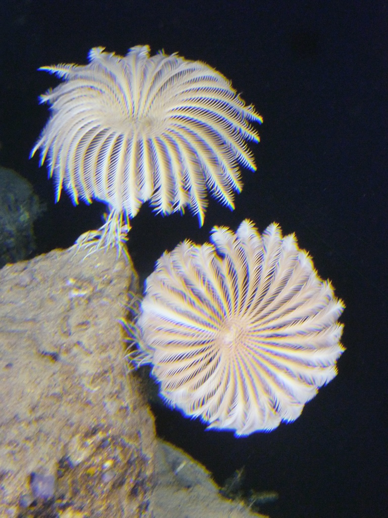 Endoxocrinus parrae carolinae from Roatan, Roatan, Bay Islands, HN on ...