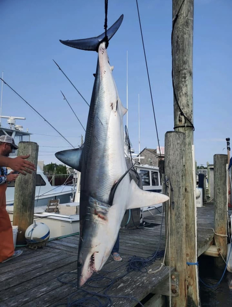 Shortfin Mako in July 2024 by jordynmarie · iNaturalist