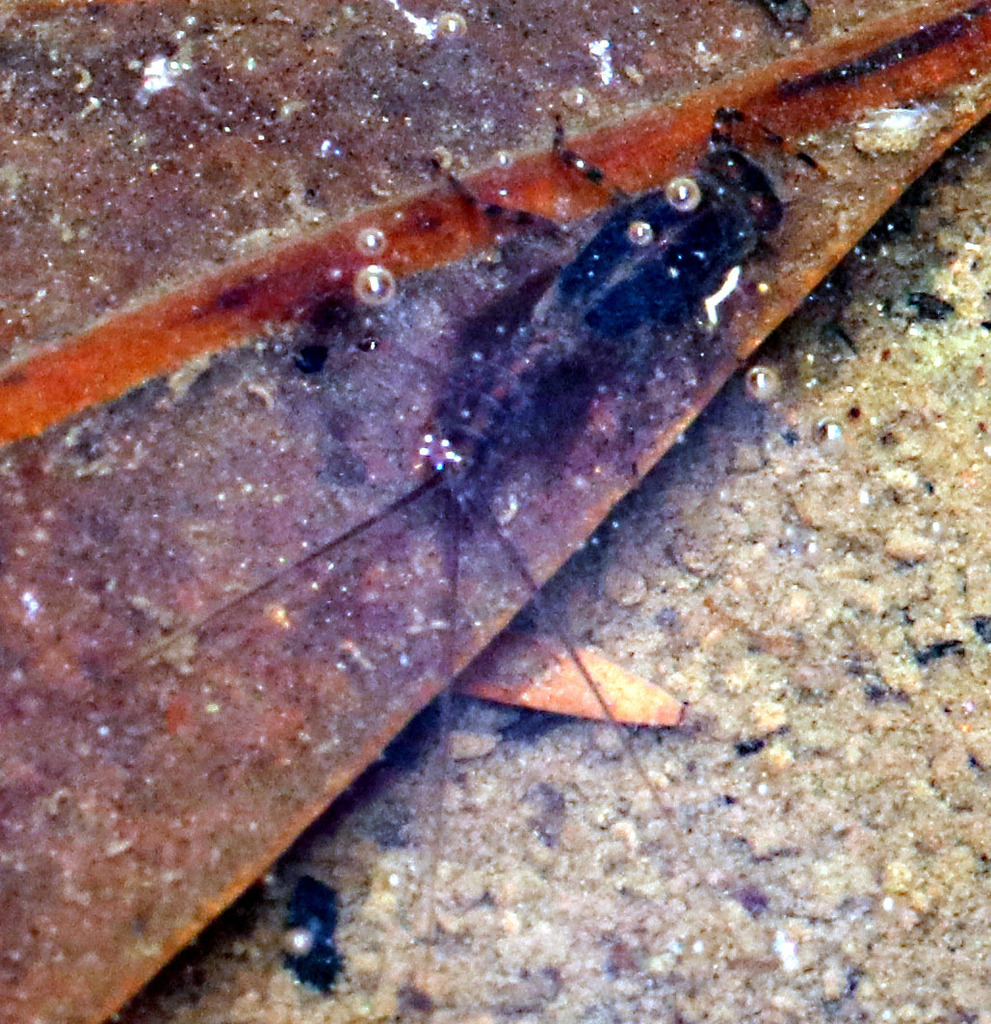 Winged and Once-winged Insects in November 2024 by juliegraham173 ...