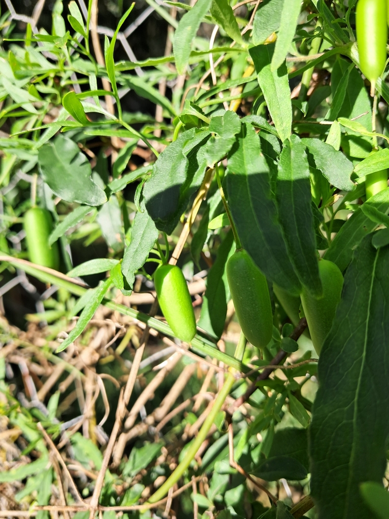 Common Apple-berry from Hurstbridge VIC 3099, Australia on December 2 ...