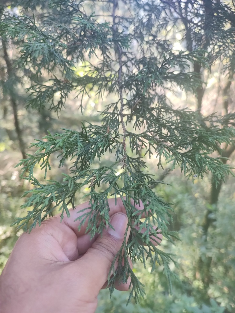 cedar of Goa from Cd. de México, México on December 1, 2024 at 04:12 PM ...