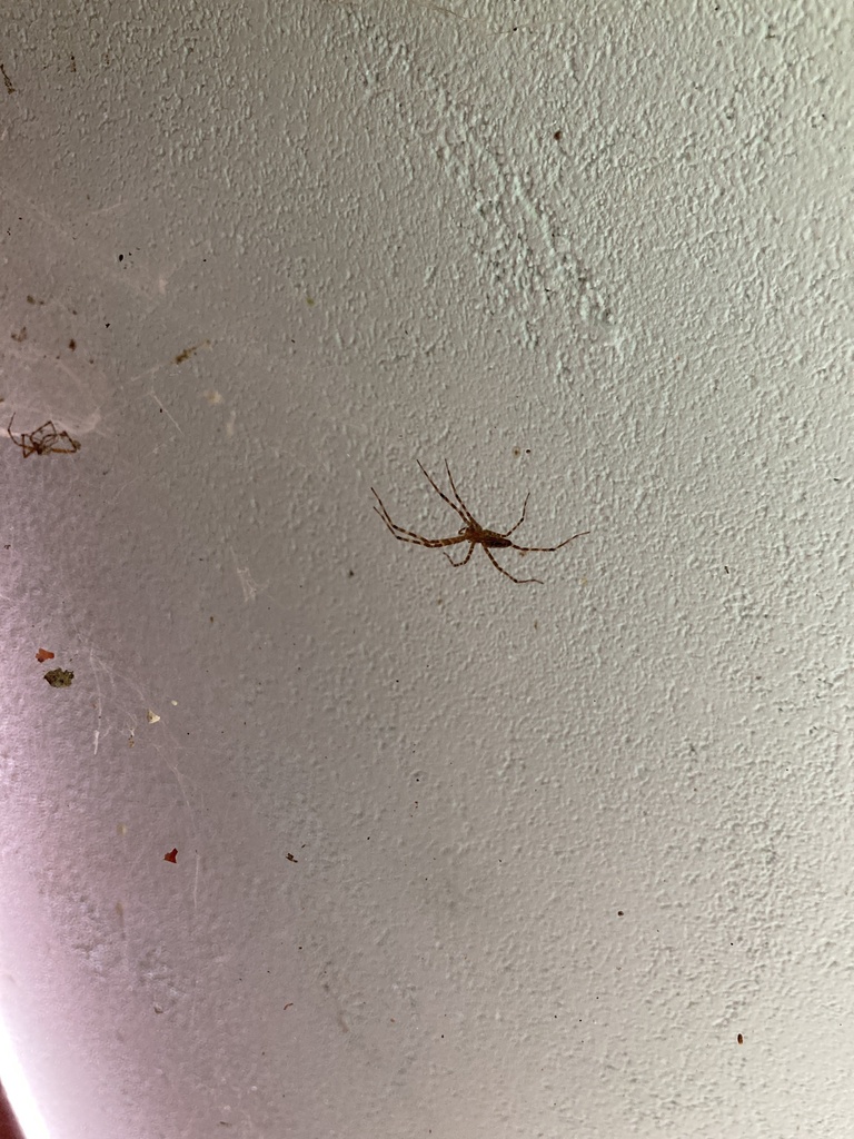 RTA Clade Spiders from Ocean, Cameroon on April 7, 2024 at 12:53 PM by ...