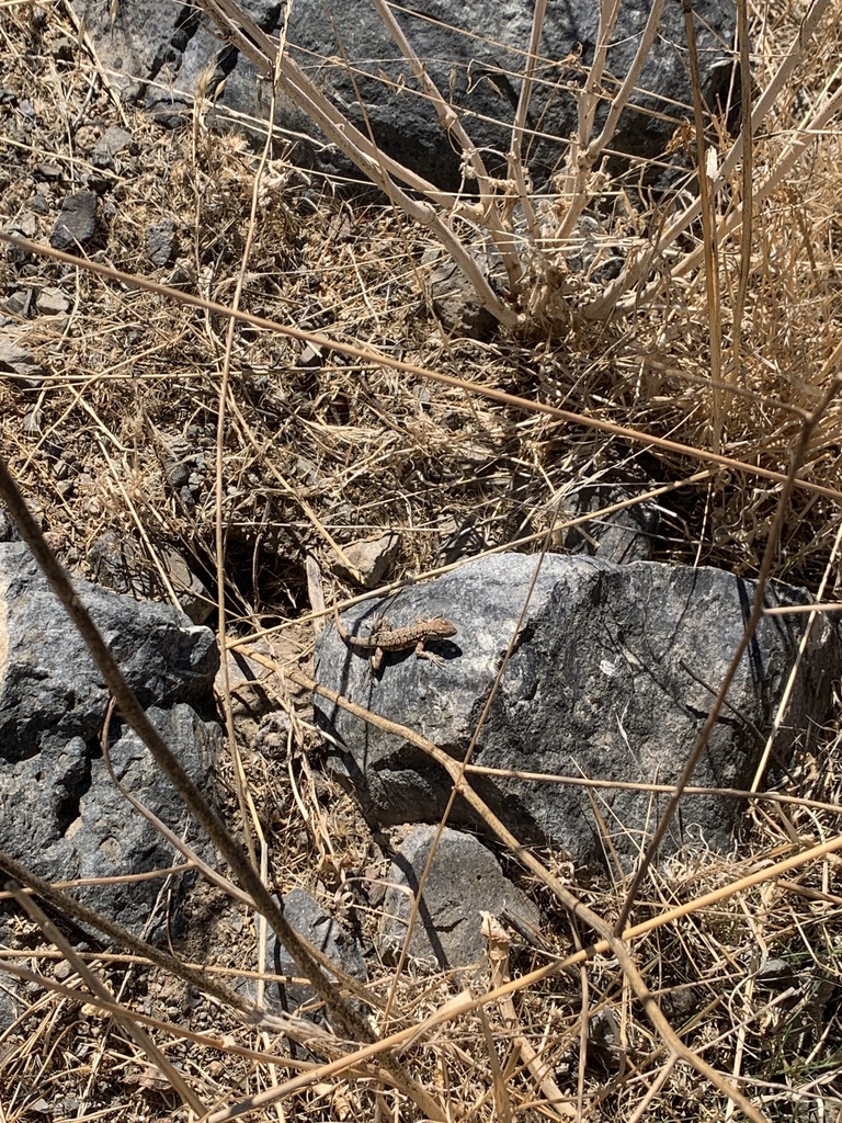Common Side-blotched Lizard from Carretera Tijuana-Ensenada, Ensenada, B.C., MX on December 1 ...