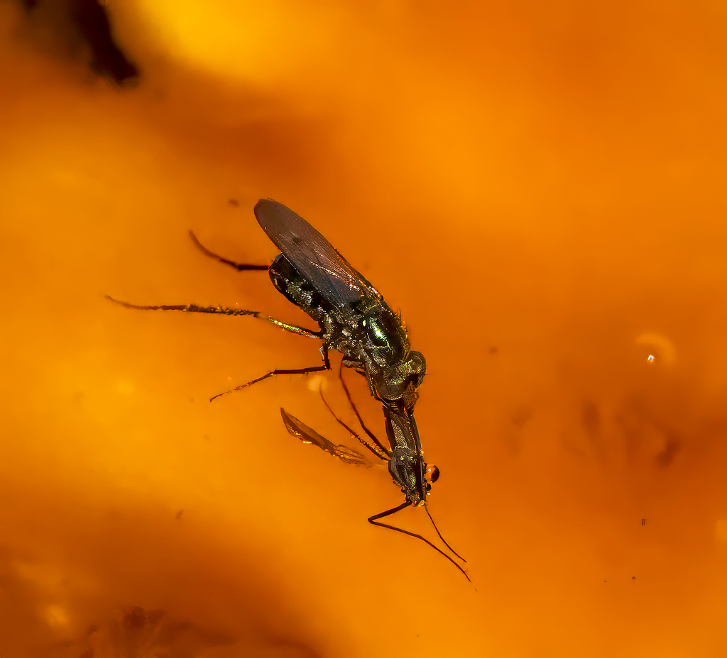 Brachyceran Flies from Teton County, WY, USA on June 13, 2024 at 05:41 ...