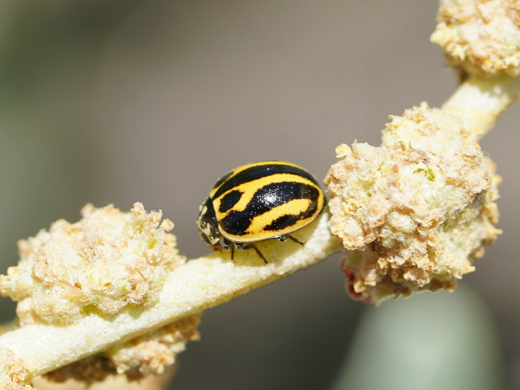 Micraspis furcifera from Point Wilson VIC 3212, Australia on November ...