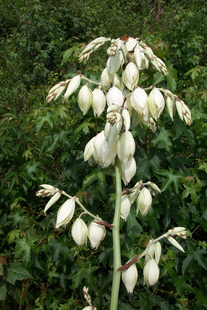 Nodding Yucca (Yucca cernua) - Botanical Realm