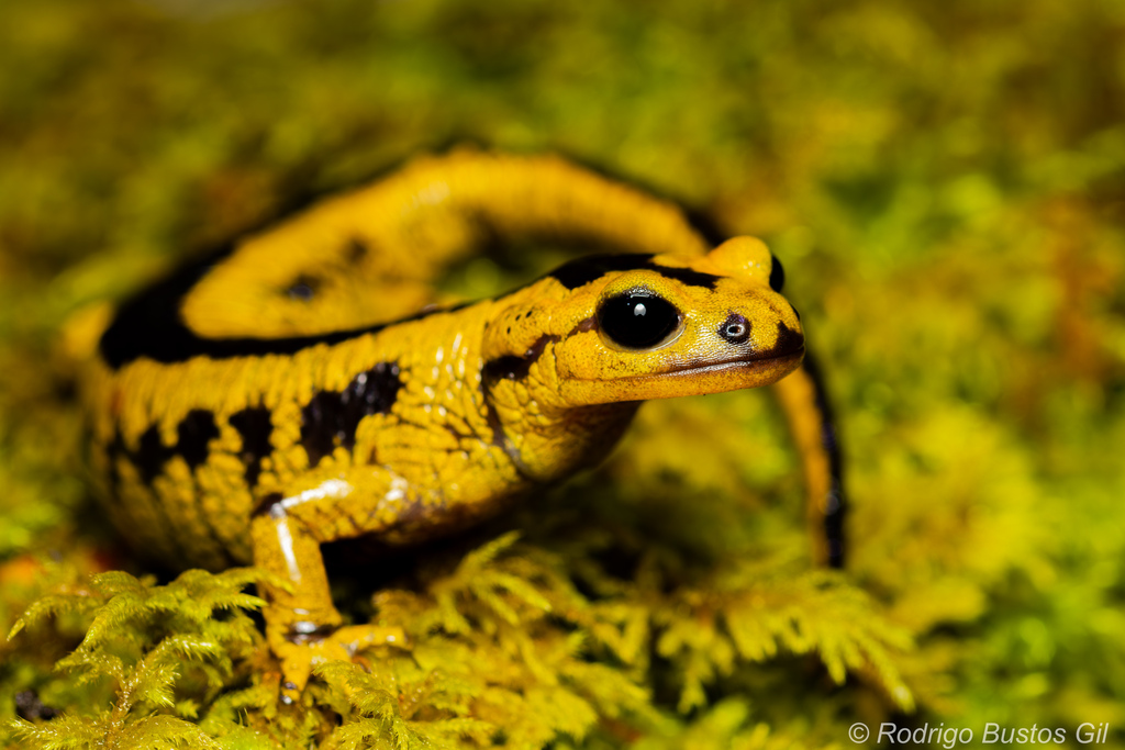Oviedo Fire Salamander in May 2024 by Rodrigo Bustos Gil · iNaturalist