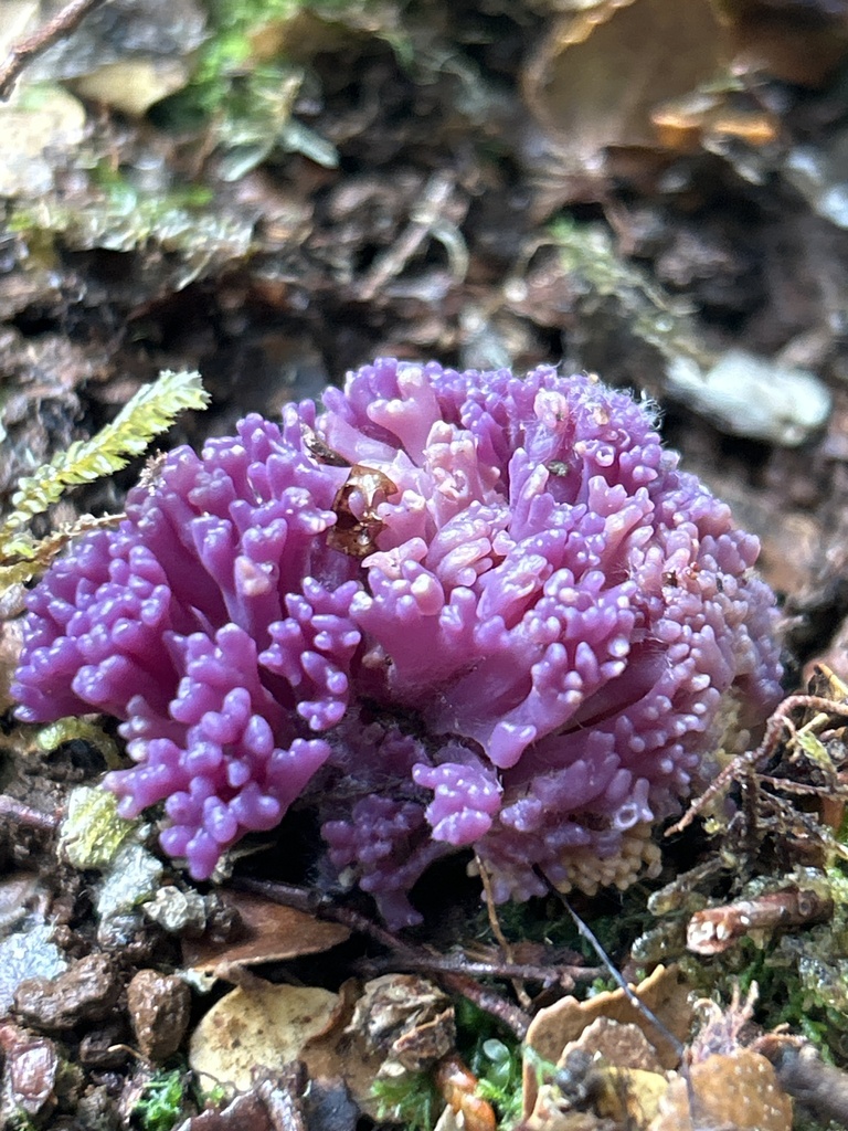 antler and spindle fungi from Waratah/Wynyard - Pt B, AU-TS, AU on ...