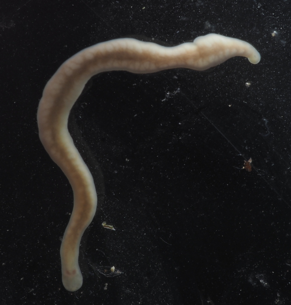 Amphiporus lactifloreus from Menai Strait, Menai Bridge, Wales, GB on ...
