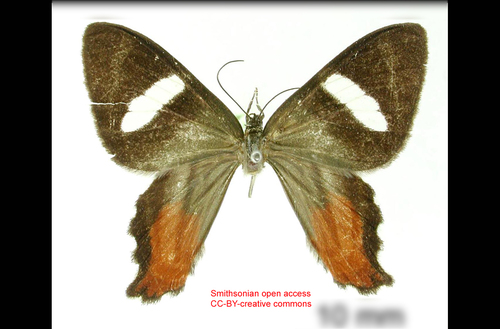Erateina delineata · iNaturalist