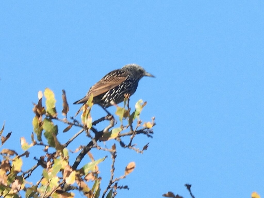 European Starling from Bahia Trail at Bahia Drive, Bahia Dr, Novato, CA ...
