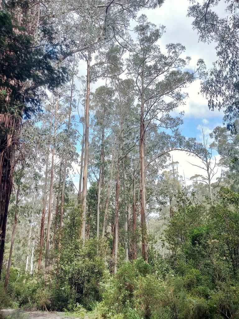 Australian Mountain Ash from Melbourne VIC, Australia on November 28 ...