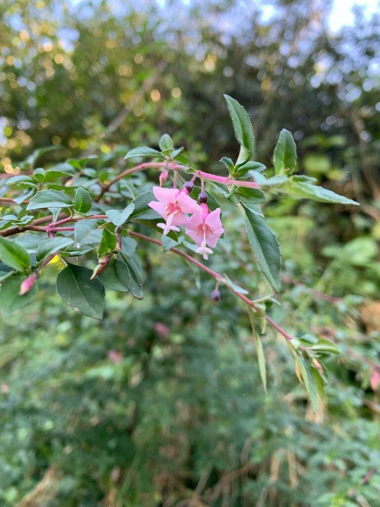 Small leaf fuchsia from Tlatlauquitepec, Pue., México on November 30 ...